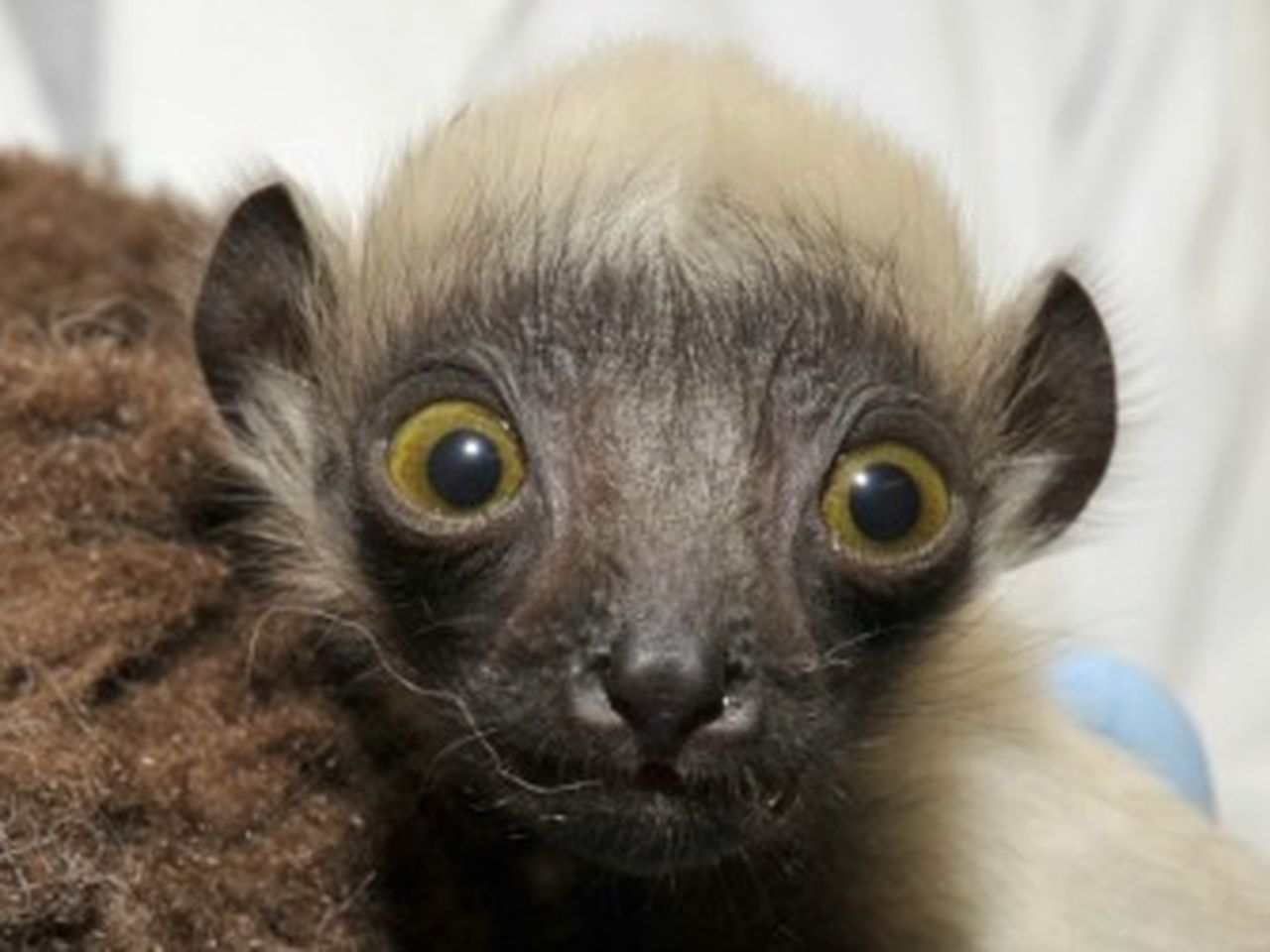 Carino Lemure Topo Acquista Lemur Mascotte Cartone Animato Madagascar