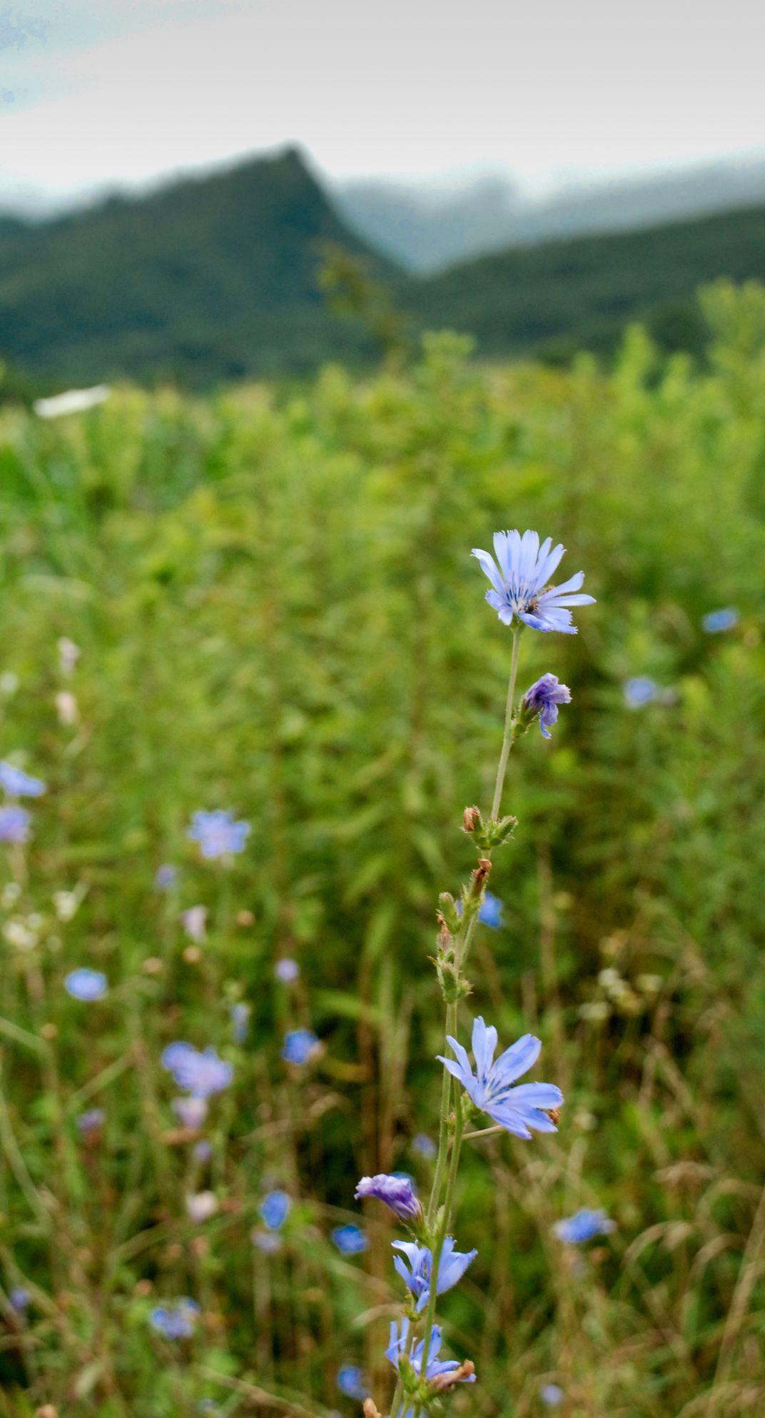 Wildflowers in front of a cornfield with Southwest Virginia mountains ...
