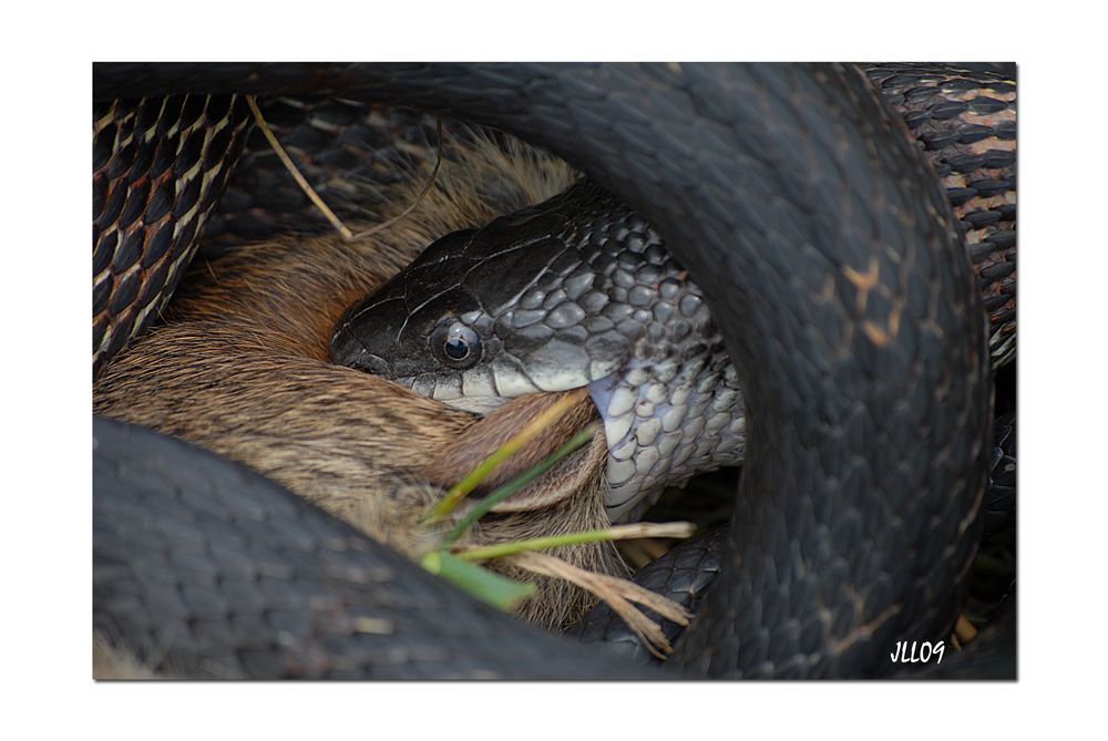 Black snakenake eating rabbit | Smithsonian Photo Contest | Smithsonian ...