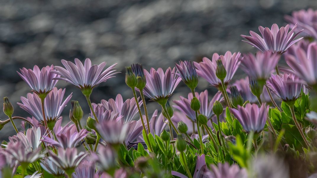 Good morning Sunshine | Smithsonian Photo Contest | Smithsonian Magazine