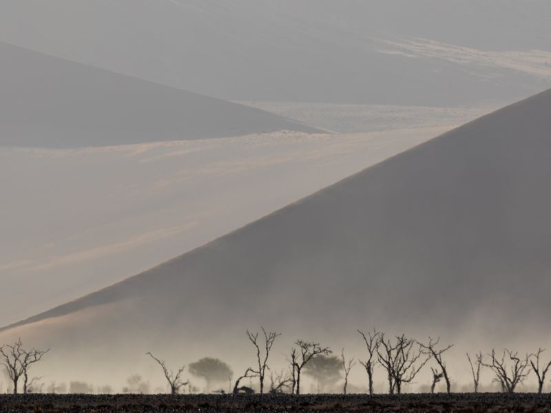 Ghost forest of Namibia. | Smithsonian Photo Contest | Smithsonian Magazine