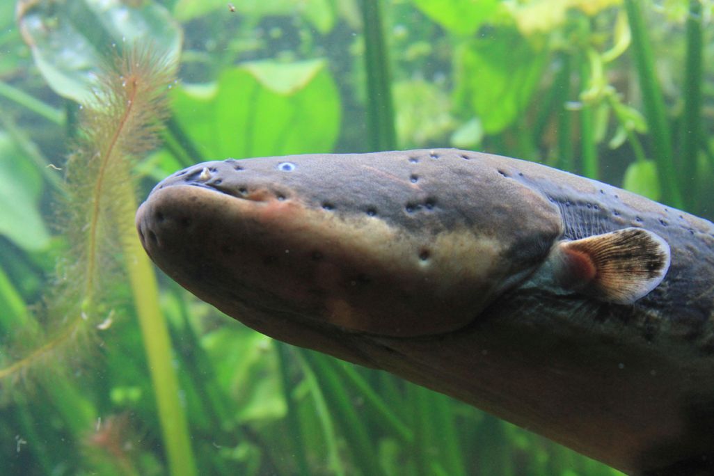 how do electric eels hunt