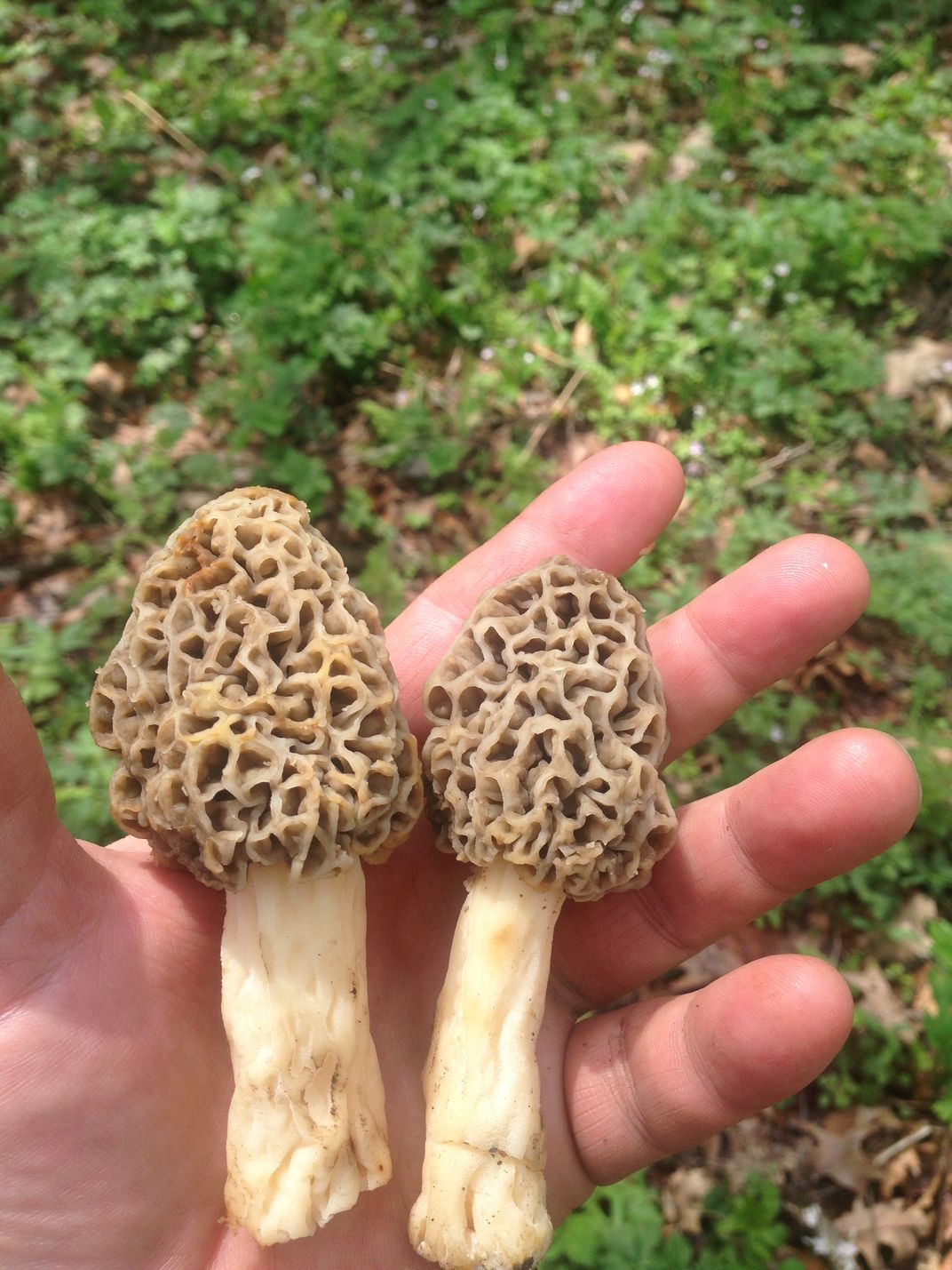 Morels | Smithsonian Photo Contest | Smithsonian Magazine