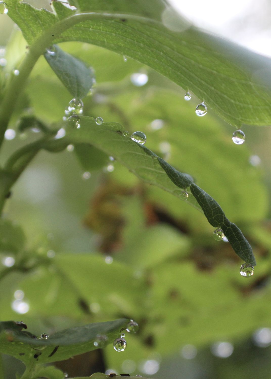 After the rain | Smithsonian Photo Contest | Smithsonian Magazine