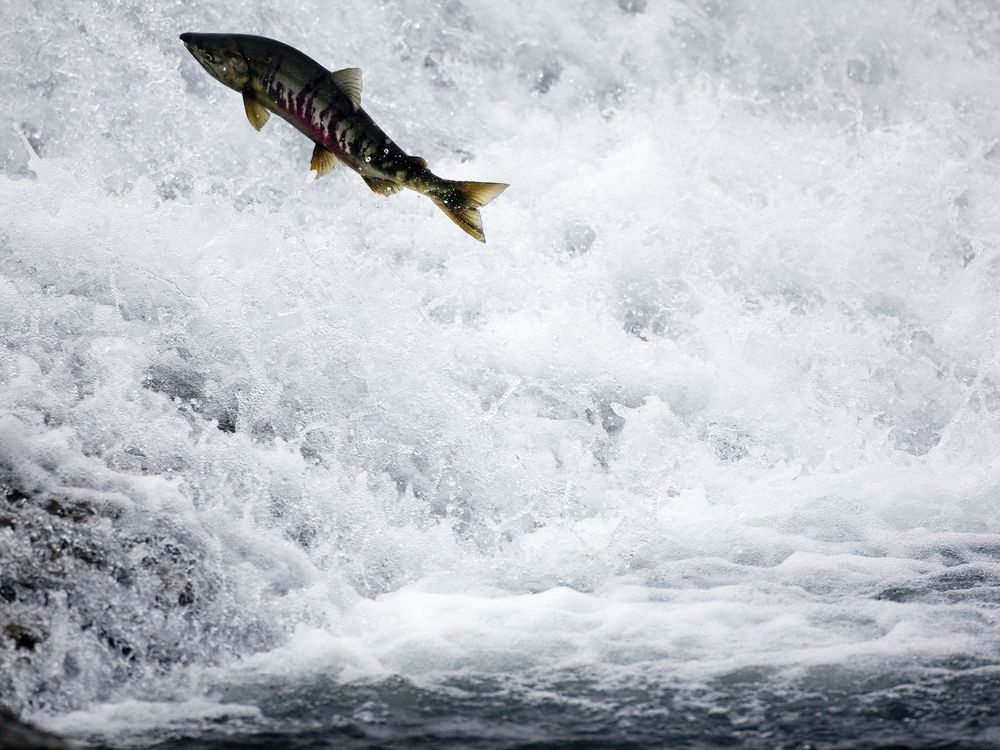 Climate Change Is Pushing Salmon North in Alaska, Scientists Say