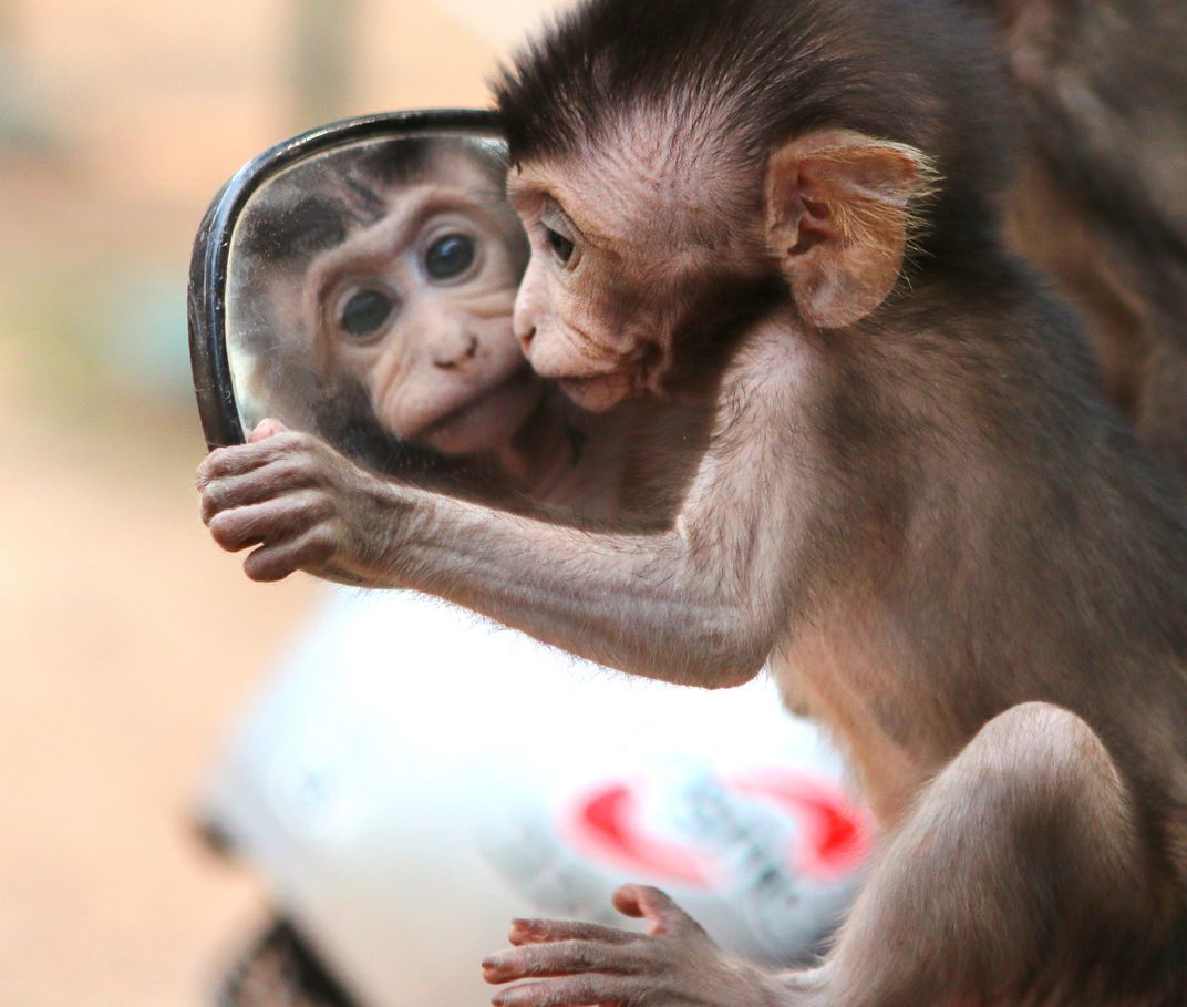 Long-tailed Macaque Looking in a Motorcycle Mirror | Smithsonian Photo ...