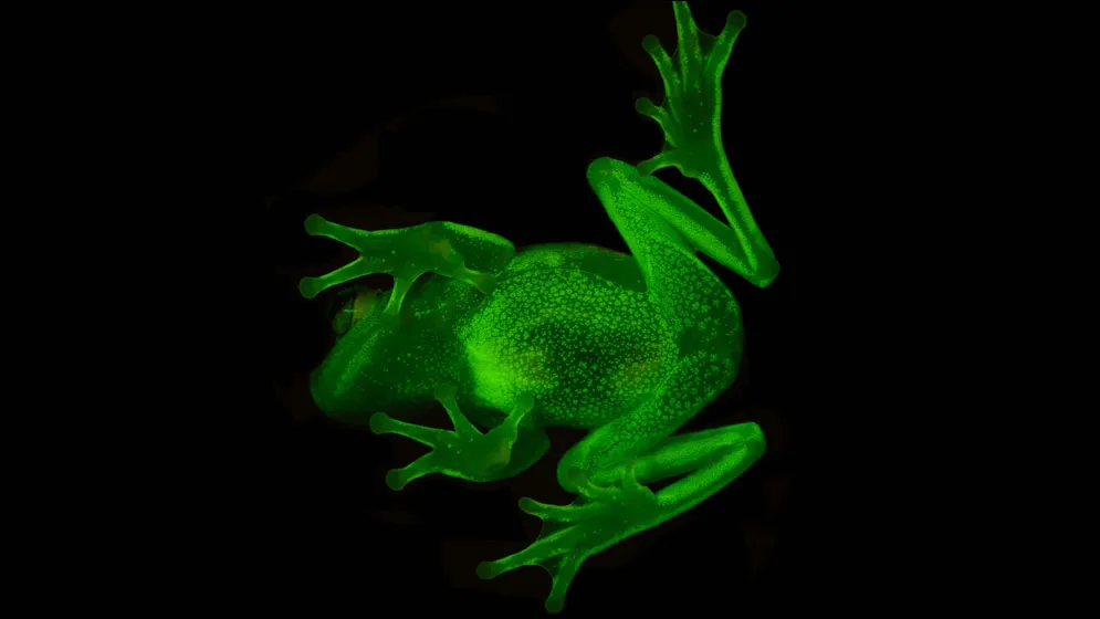 Black Forest Frog