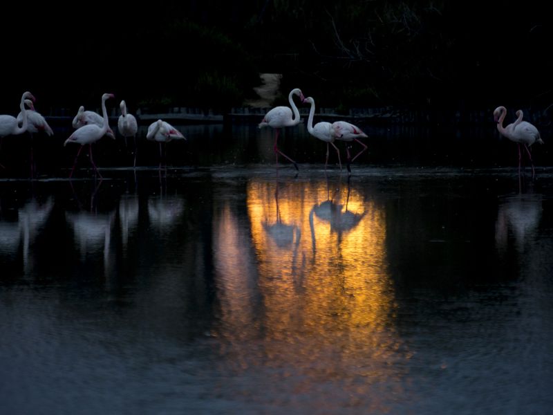 Flamingos at Sunrise | Smithsonian Photo Contest | Smithsonian Magazine