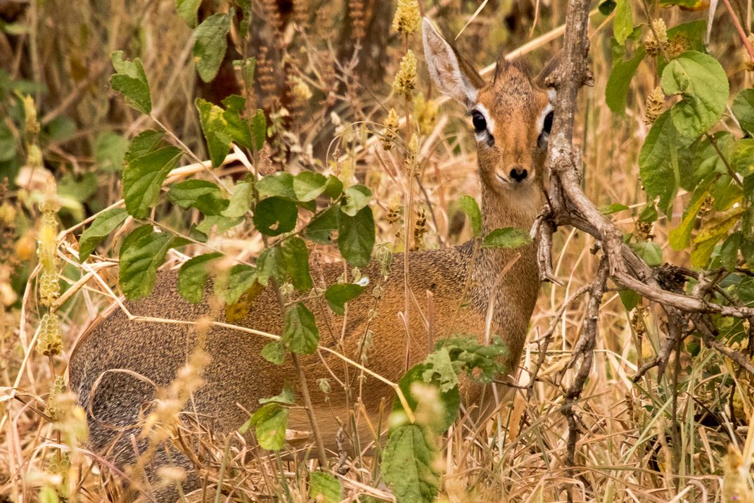 Dik Dik - The smallest antelope | Smithsonian Photo Contest ...