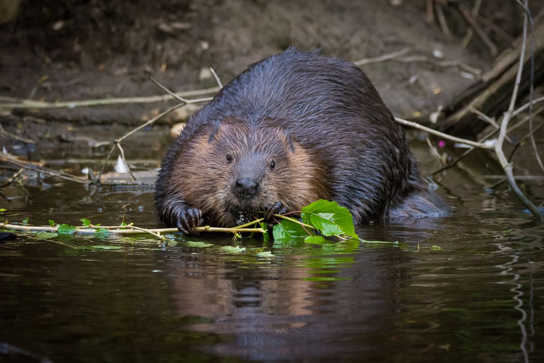 Beaver Having Dinner by Lost Lagoon | Smithsonian Photo Contest ...