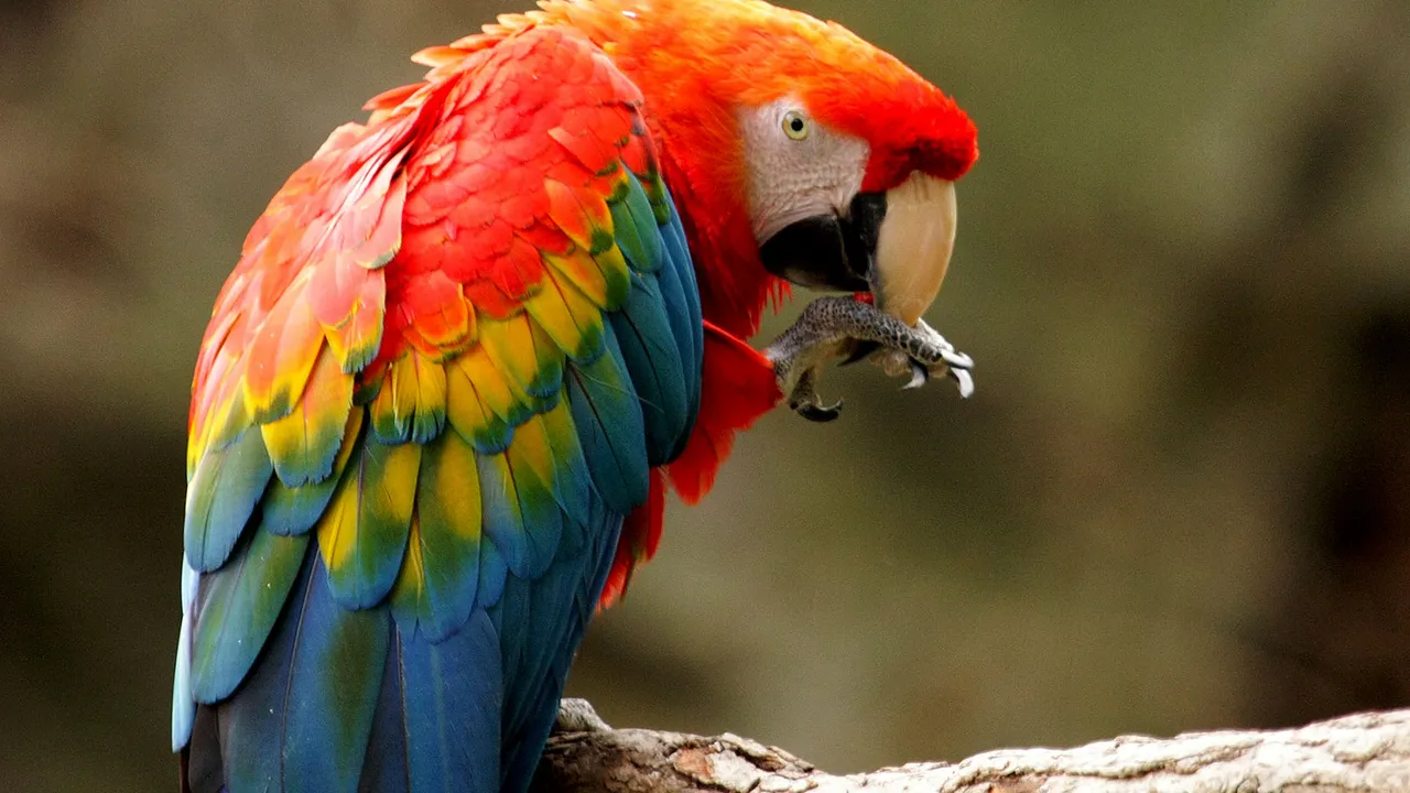parrot