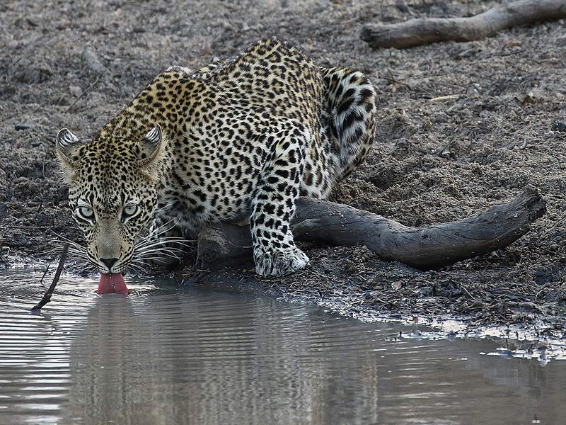 Leopard staring at me and drinking water | Smithsonian Photo Contest ...