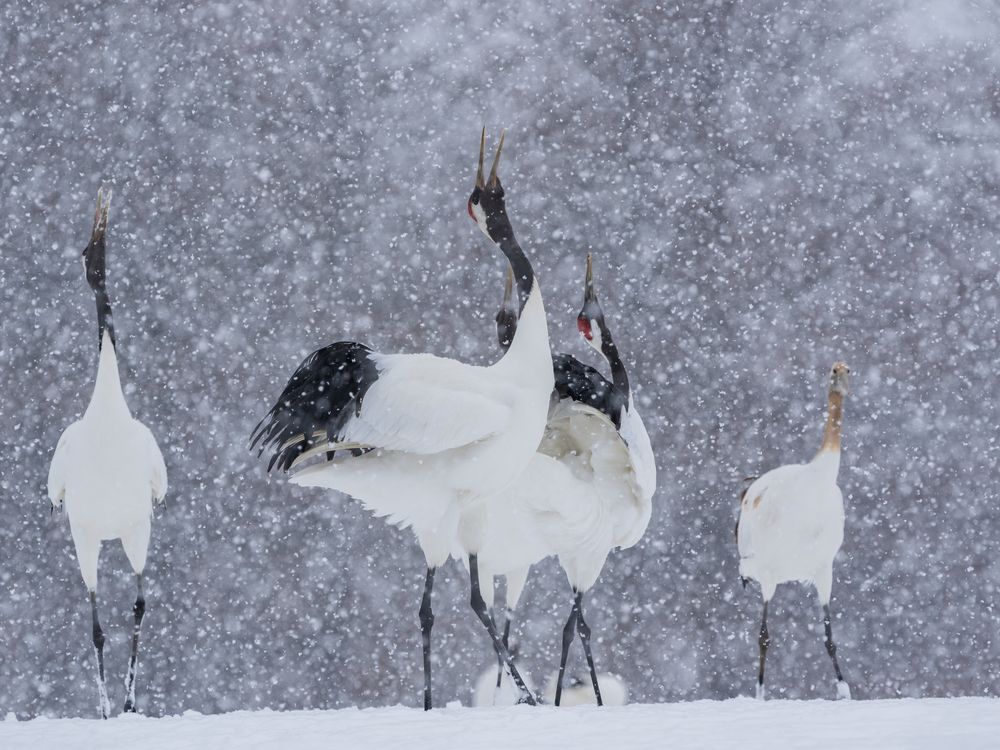 high-pitched scream in the snow | Smithsonian Photo Contest ...
