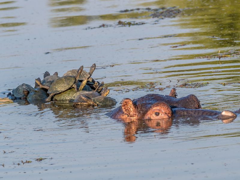 Turtles On a Hippo Ride | Smithsonian Photo Contest | Smithsonian Magazine