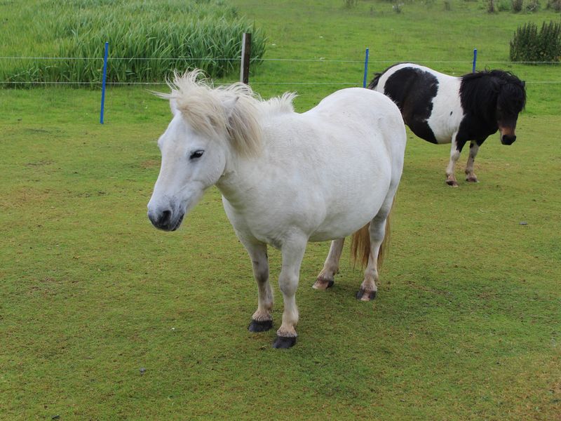 Shetland pony | Smithsonian Photo Contest | Smithsonian Magazine