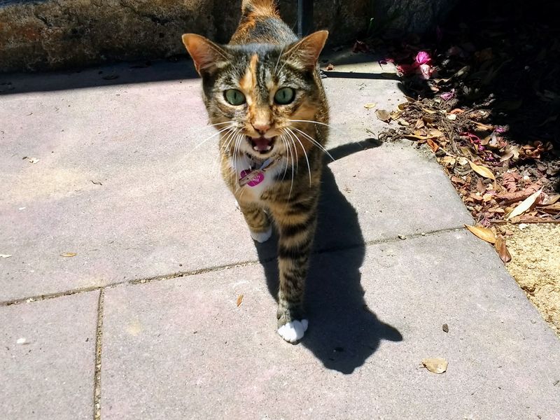Telegraph Hill Kitty | Smithsonian Photo Contest | Smithsonian Magazine