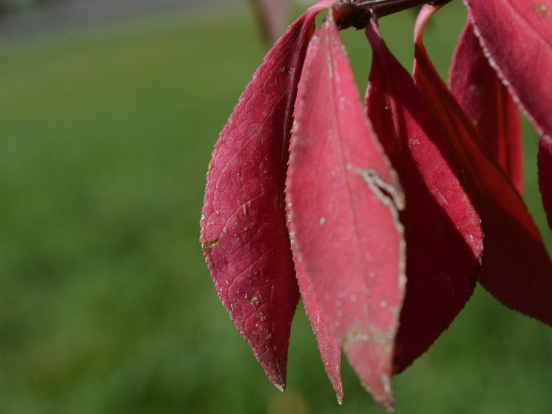 magenta leaf | Smithsonian Photo Contest | Smithsonian Magazine