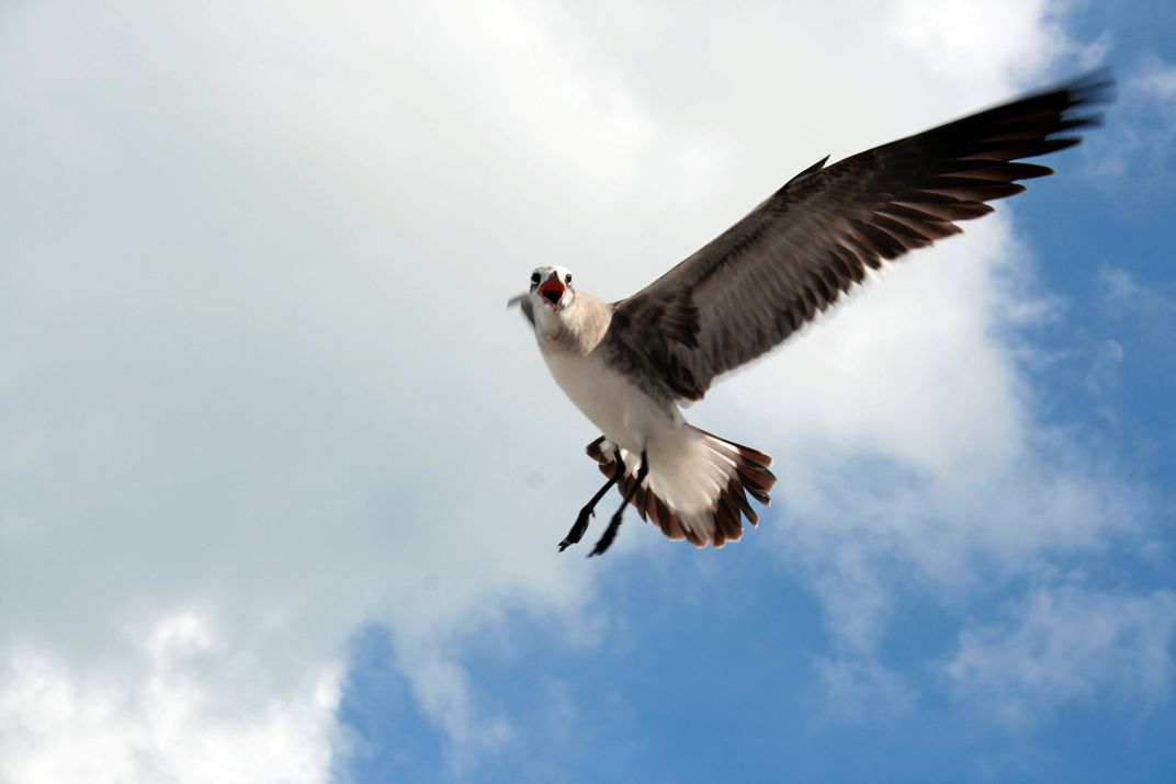 Bird posing | Smithsonian Photo Contest | Smithsonian Magazine