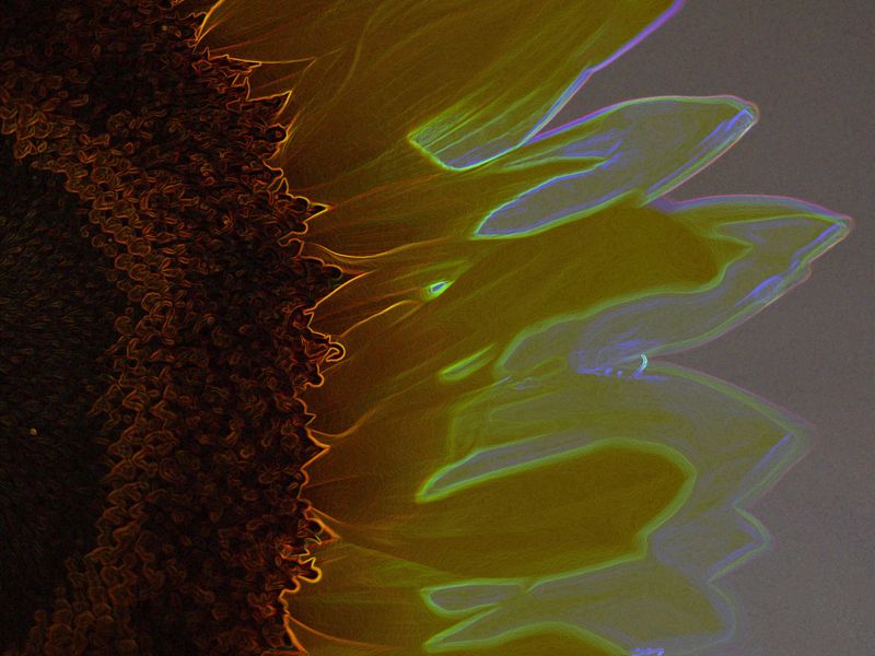sunflower on fire. | Smithsonian Photo Contest | Smithsonian Magazine