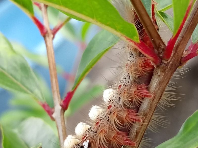 Caterpillar Close Up | Smithsonian Photo Contest | Smithsonian Magazine