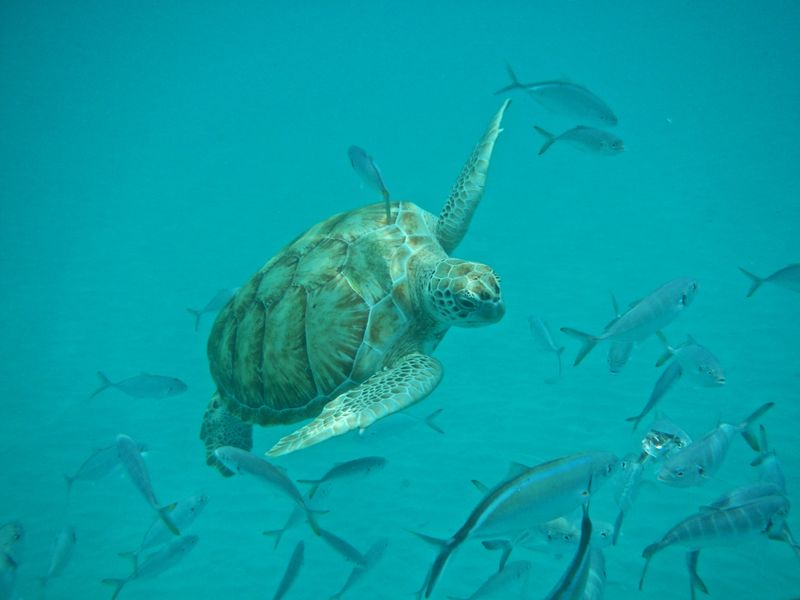 Green Sea Turtle looking for food. | Smithsonian Photo Contest ...