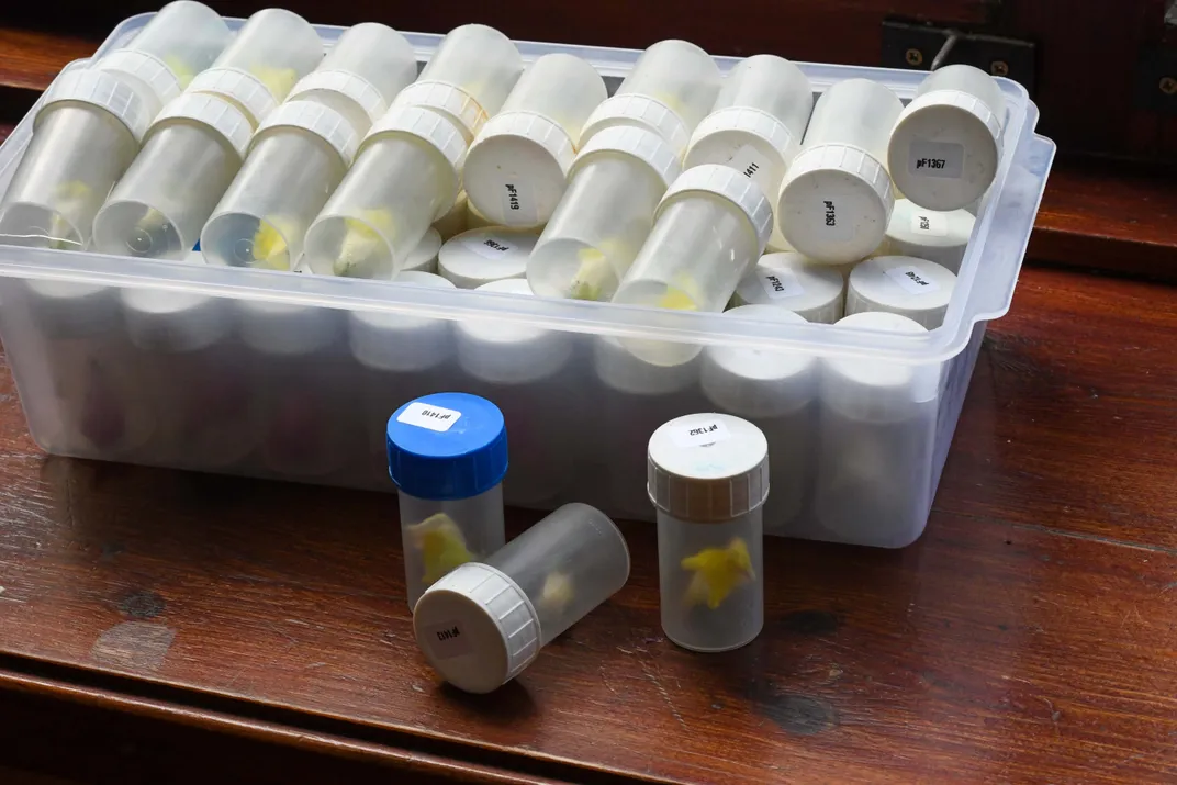 Colorful Snapdragons in the Valleys of the Pyrenees Offer a Rare Window ...