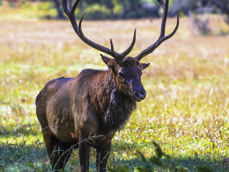 Majestic elk | Smithsonian Photo Contest | Smithsonian Magazine