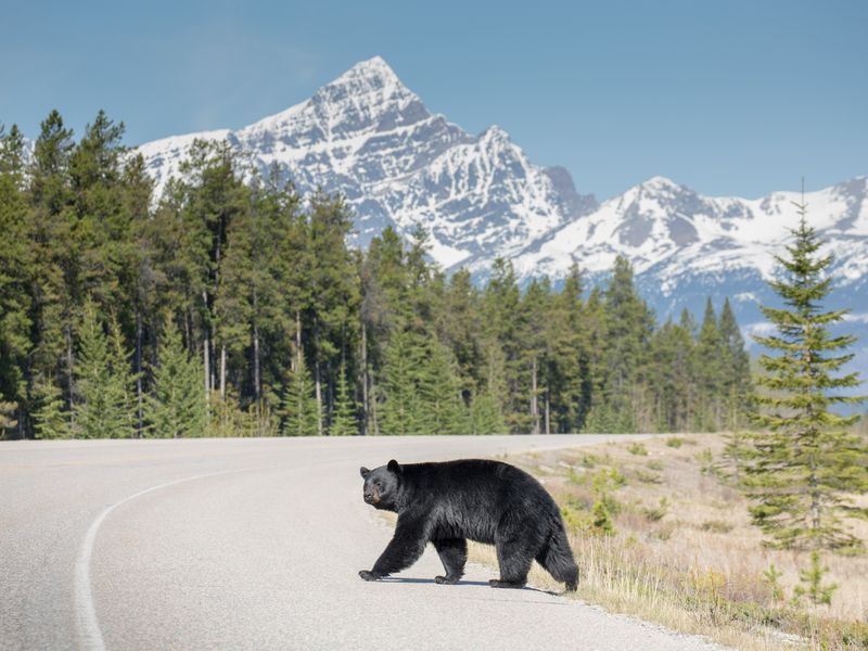 Bear crossing | Smithsonian Photo Contest | Smithsonian Magazine