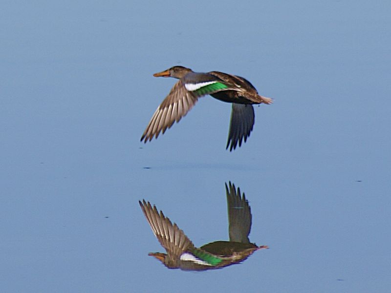 duck flying over still water | Smithsonian Photo Contest | Smithsonian ...