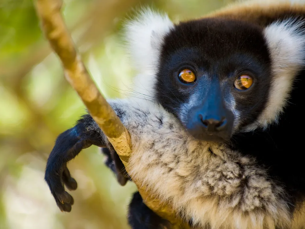 lemur ruffed