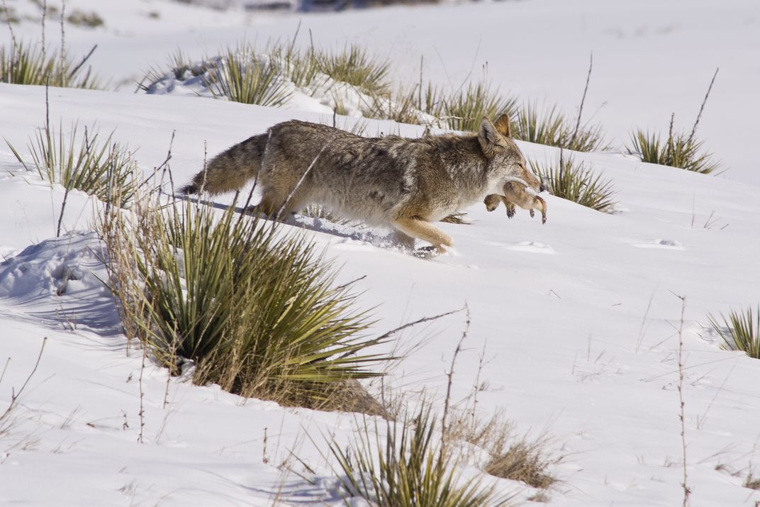 Struggle for Survival | Smithsonian Photo Contest | Smithsonian Magazine