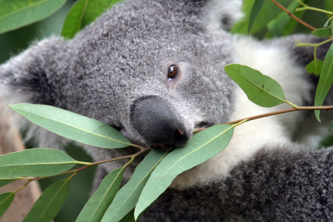 Koala Bear | Smithsonian Photo Contest | Smithsonian Magazine