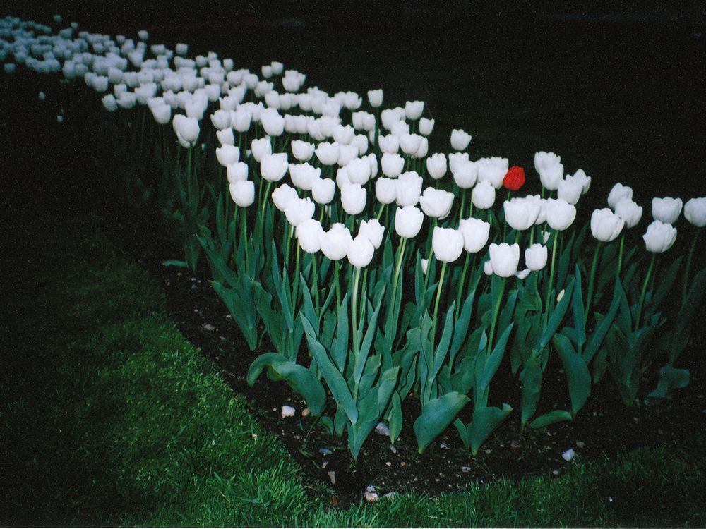 One red tulip | Smithsonian Photo Contest | Smithsonian Magazine