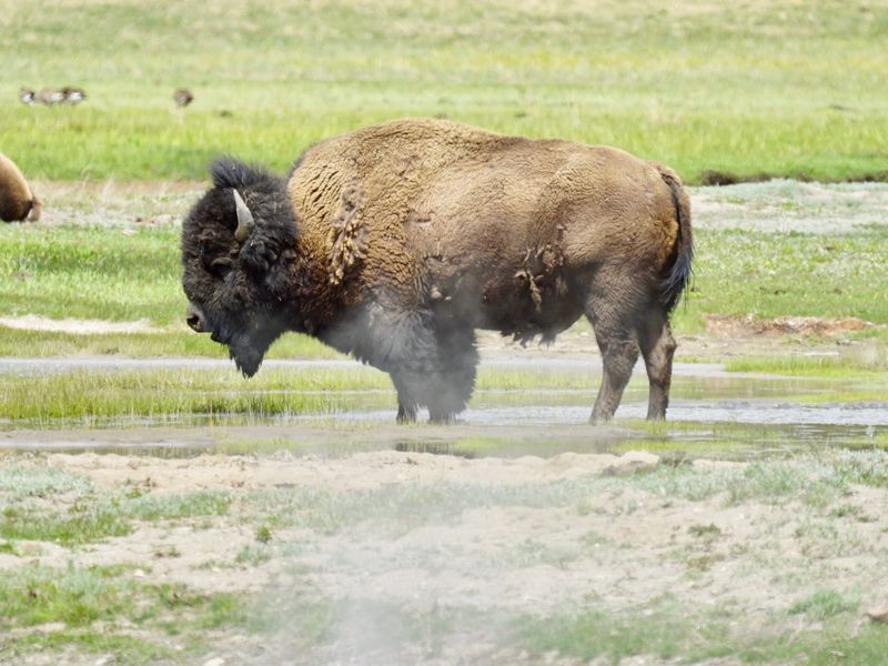 An American Bison standing behind hot springs, from which steam rises ...