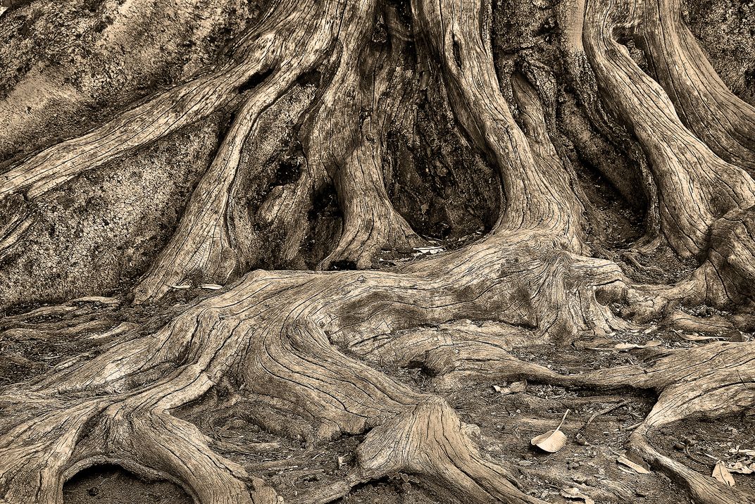 Tree Trunk | Smithsonian Photo Contest | Smithsonian Magazine