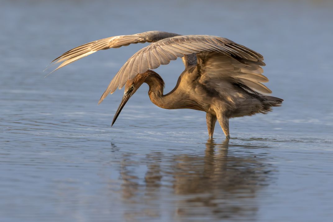 How to Find a Fish | Smithsonian Photo Contest | Smithsonian Magazine