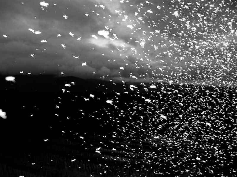 The Highland Midge | Smithsonian Photo Contest | Smithsonian Magazine