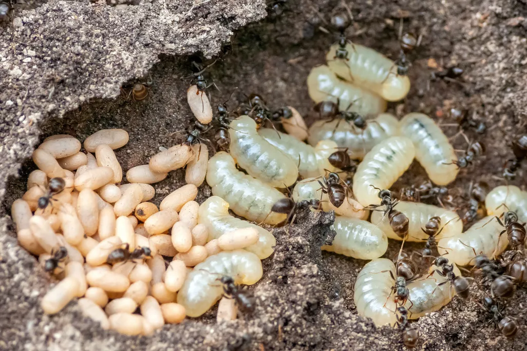pupate ants