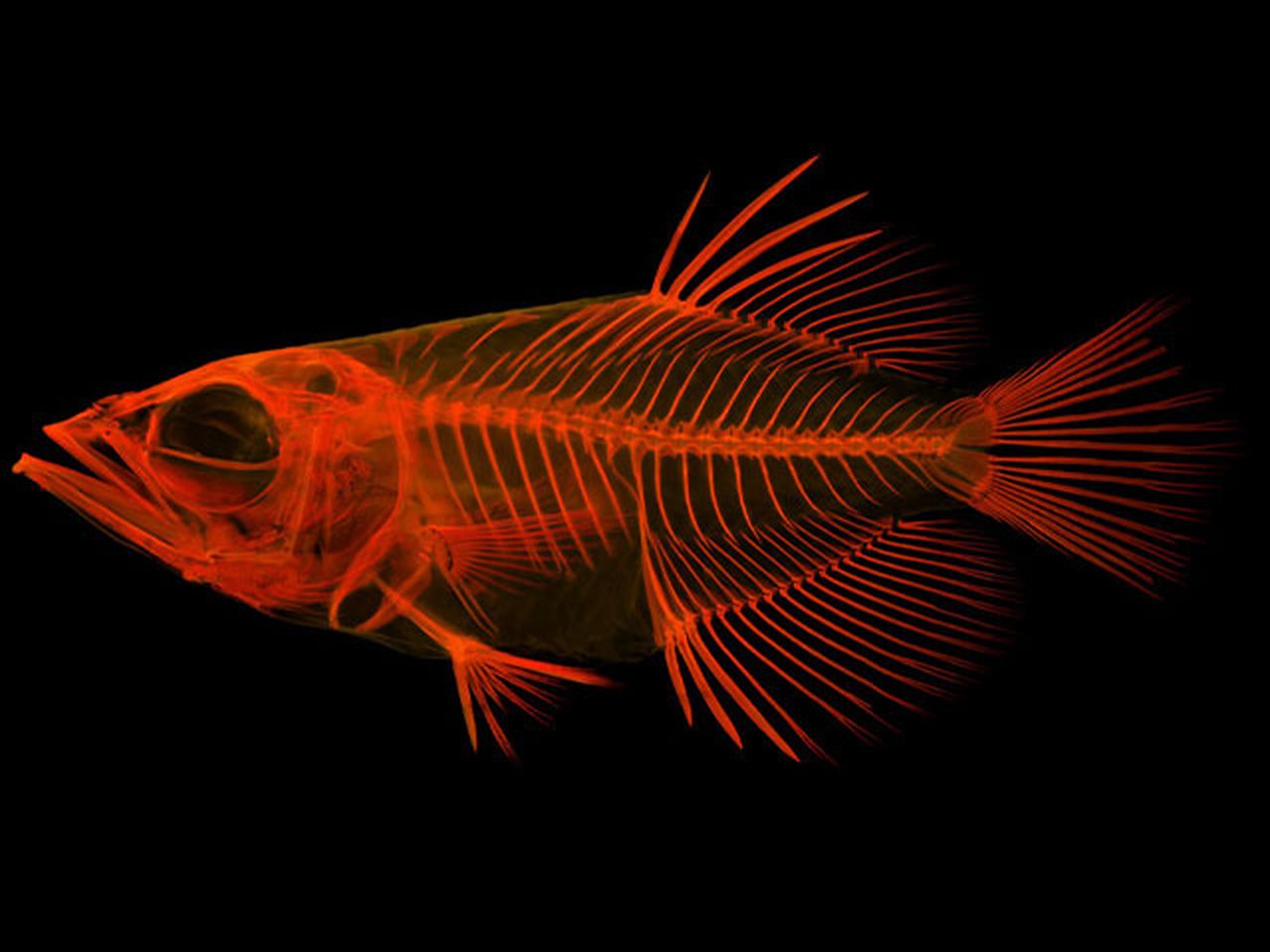 Meet the Expert Studying Fishes That Spit Water to Hunt | Smithsonian ...