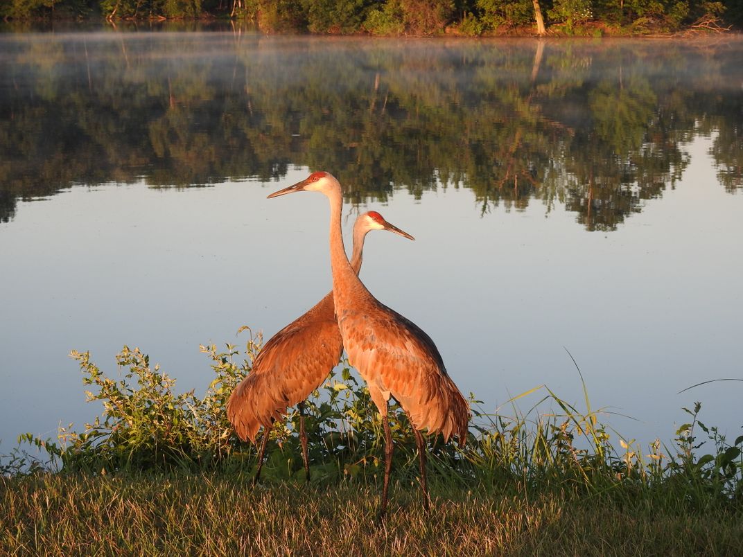 Sandhill Cranes at daybreak | Smithsonian Photo Contest | Smithsonian ... Sandhill Cranes at daybreak | Smithsonian Photo Contest | Smithsonian ...