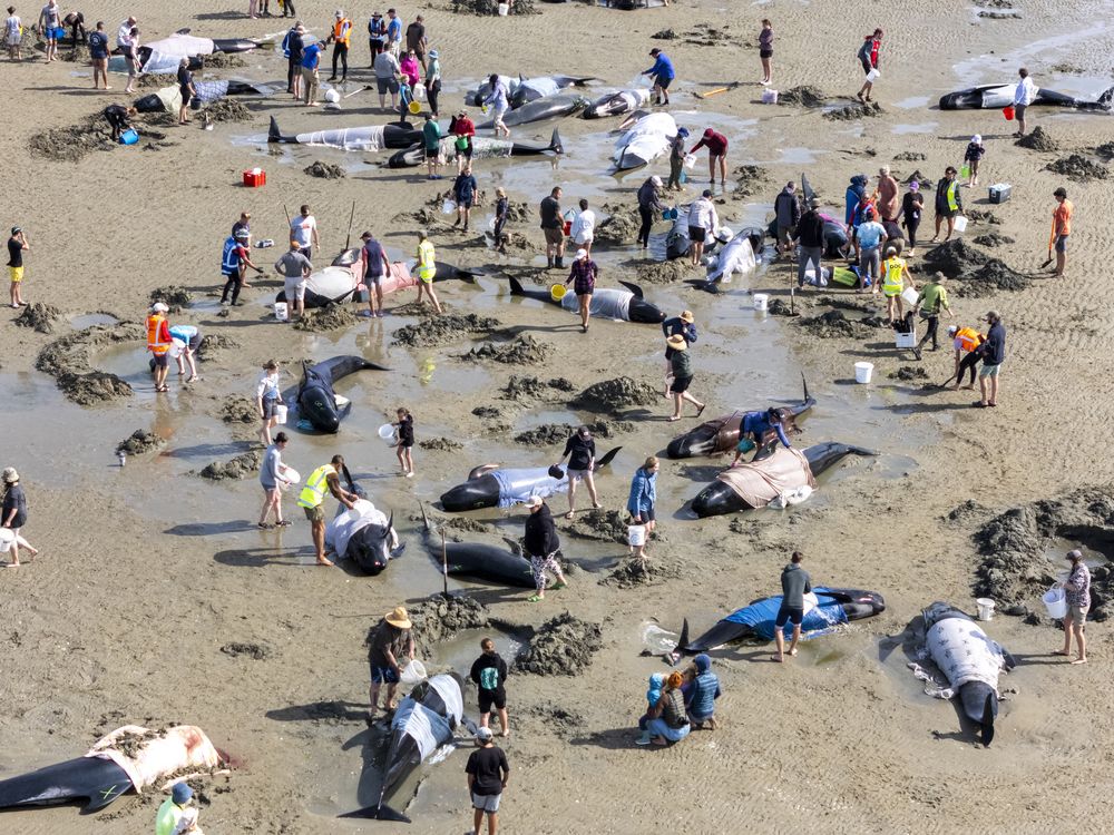 Mass pilot whale stranding, New Zealand | Smithsonian Photo Contest ...