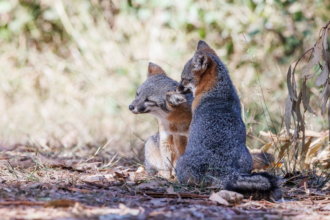 Channel Islands Foxes | Smithsonian Photo Contest | Smithsonian Magazine