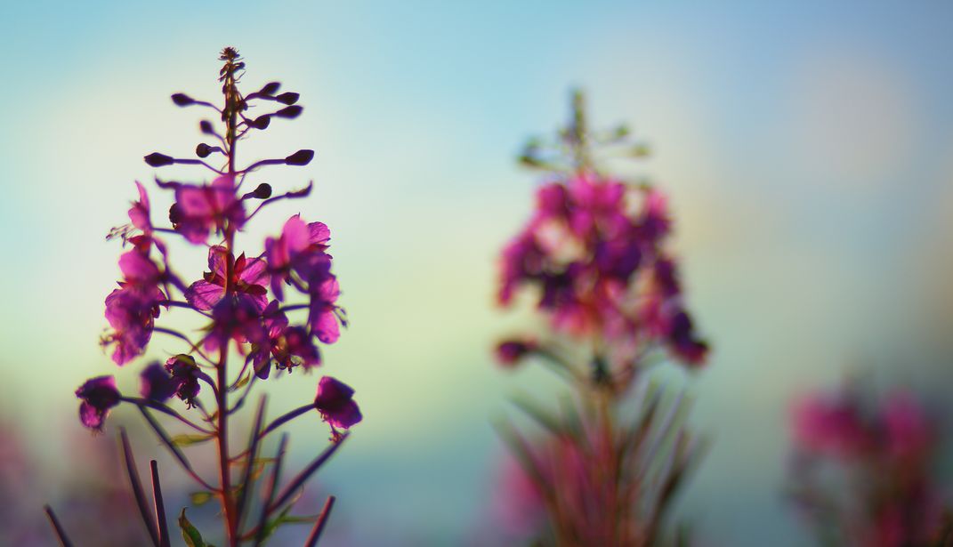 Purple wild flowers in a beautiful day! | Smithsonian Photo Contest ...