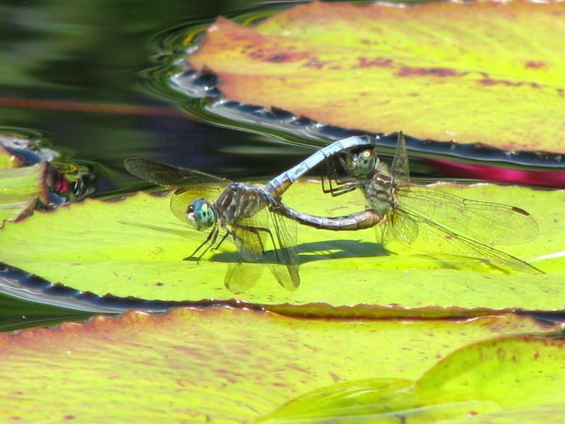 Dragonflies Mating | Smithsonian Photo Contest | Smithsonian Magazine