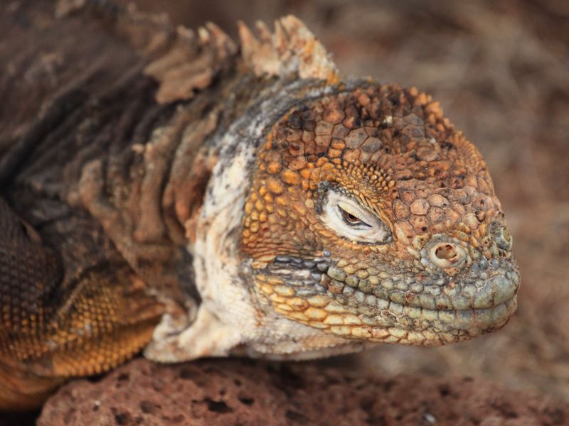 Land Iguana of the Galapagos | Smithsonian Photo Contest | Smithsonian ...