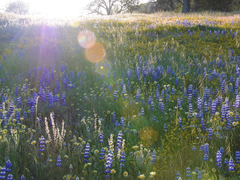 Rainbow sunlight over field of flowers | Smithsonian Photo Contest ...