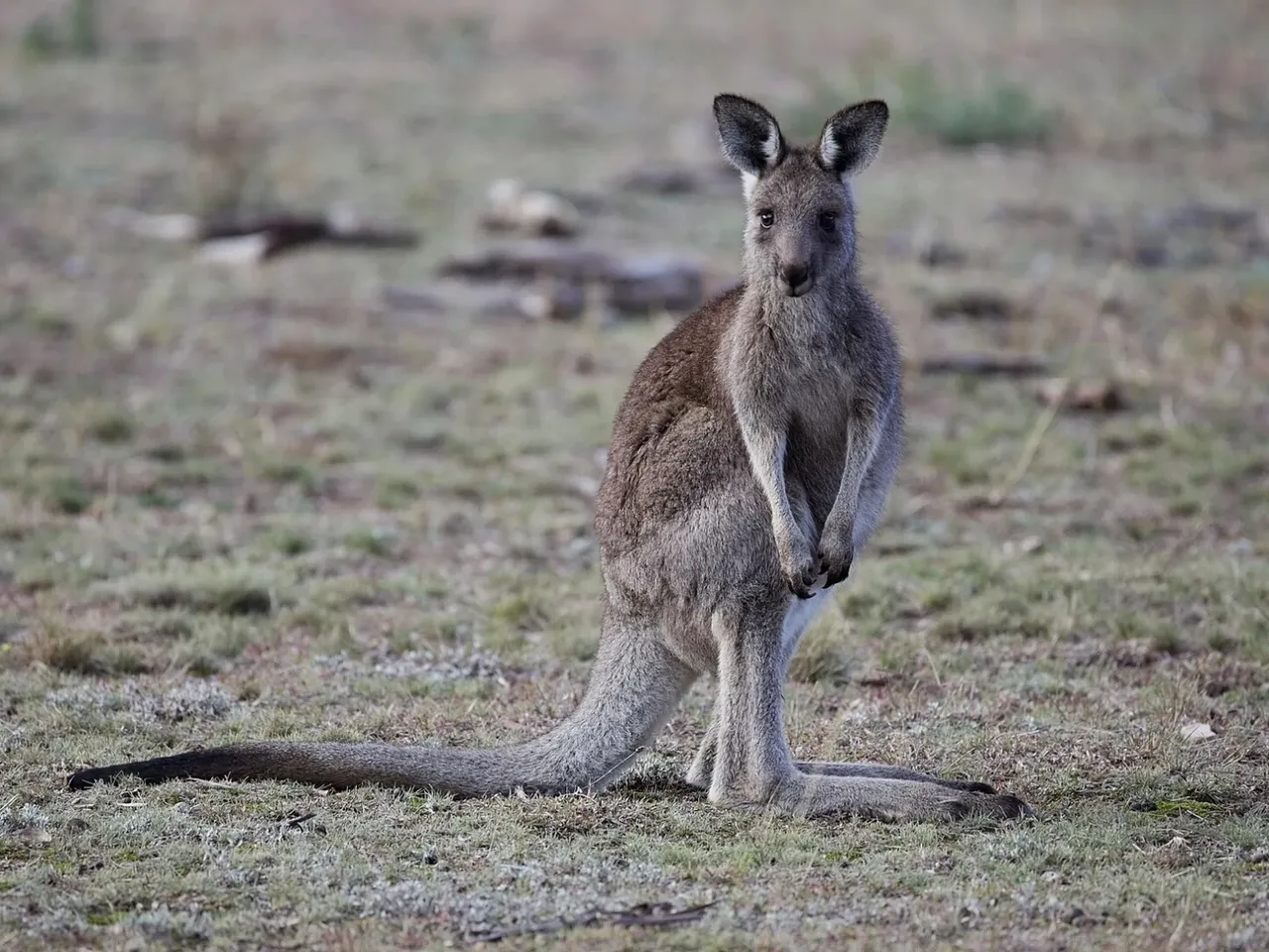 kangaroo embryo size