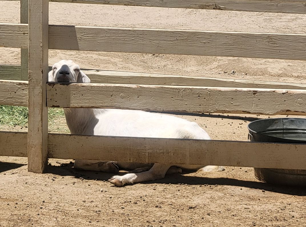 Goat at Leonis Adobe Museum | Smithsonian Photo Contest | Smithsonian ...