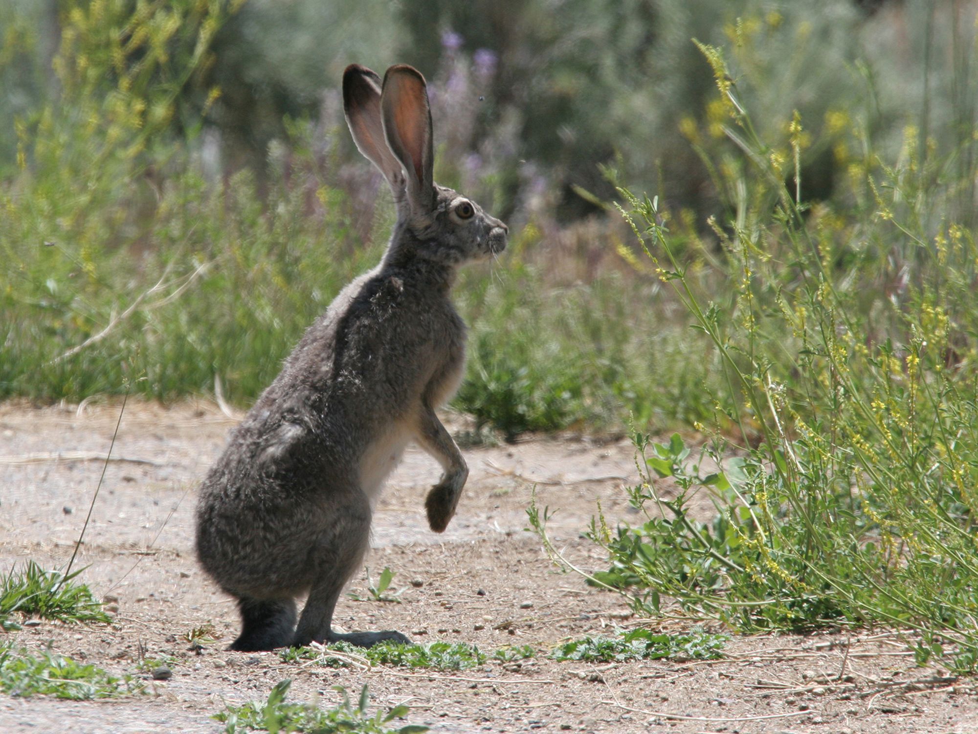 North American Rabbits Face a Deadly Virus