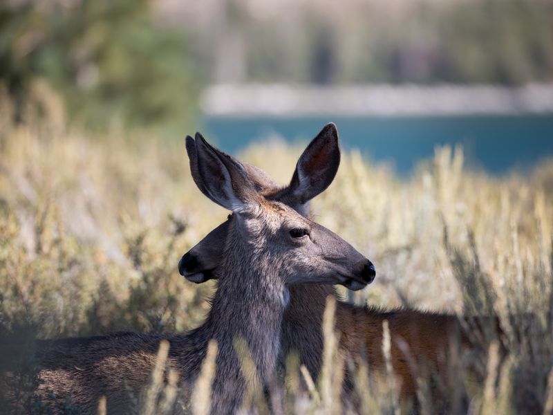 Double the Deer | Smithsonian Photo Contest | Smithsonian Magazine